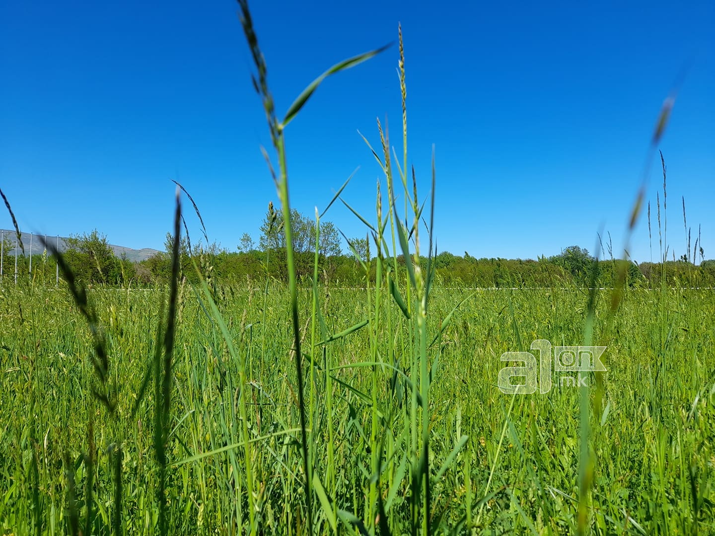 soncevo-priroda (1)