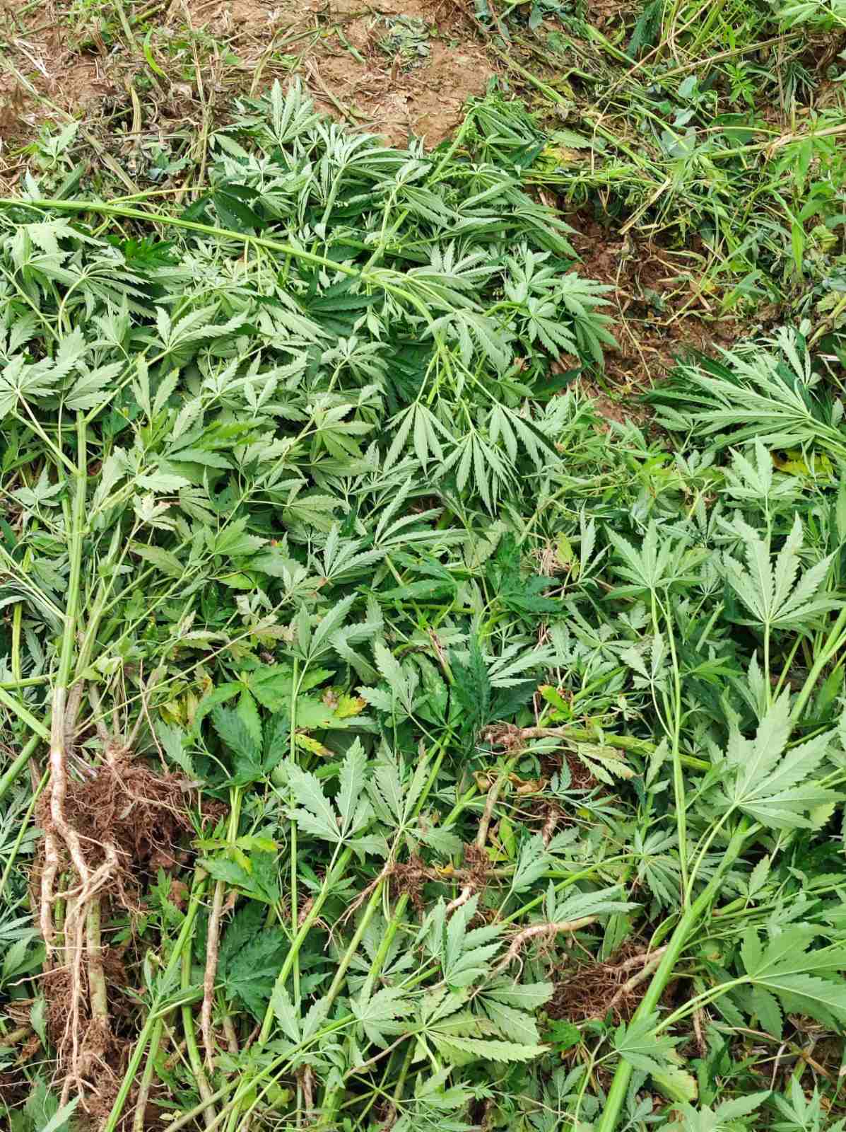 ОЈО 22 годишник од Тетово е осомничен дека поседувал марихуана одреден му е 30 дневен притвор