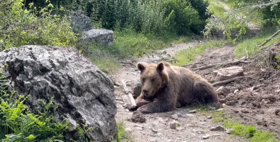ВИДЕО: Спасена мечка која 10 часа била заглавена во бачило на Шар Планина