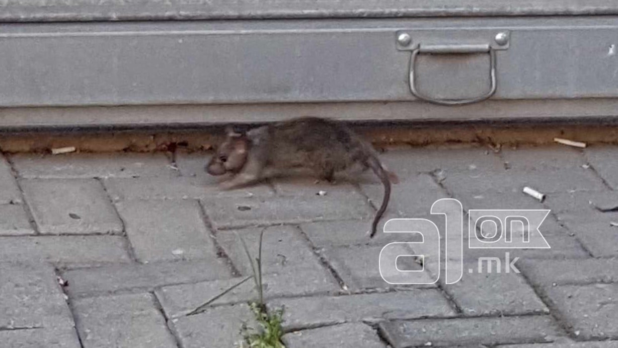 (ФОТО) Наезда на глувци во Скопје – Општините се должни да побараат ...